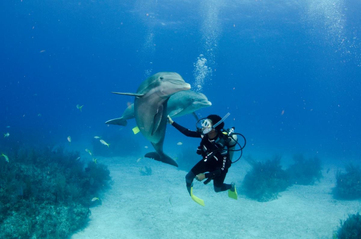 What's Under Andros: Discover An Amazing Aquatic World