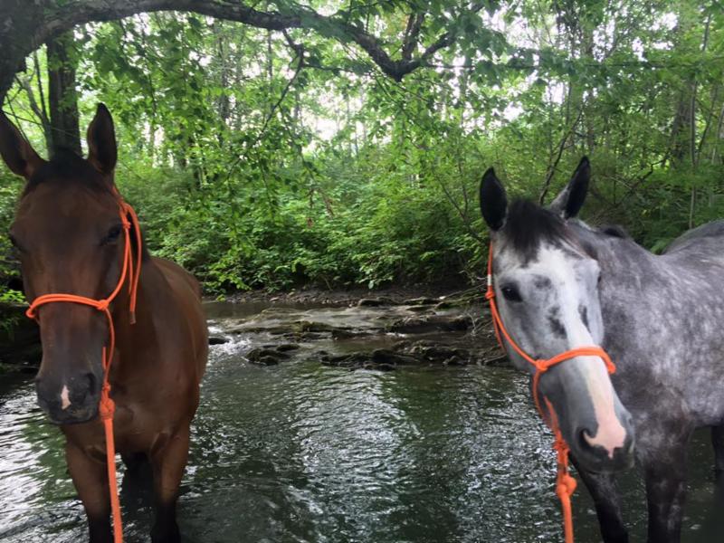 Sharon White and Last Frontier Farm Update