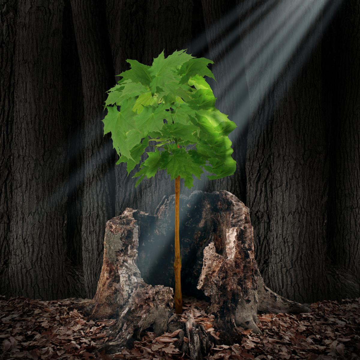 Compass Peer Group Monthly Memo - June 2023 - Staying Fresh, Staying ...
