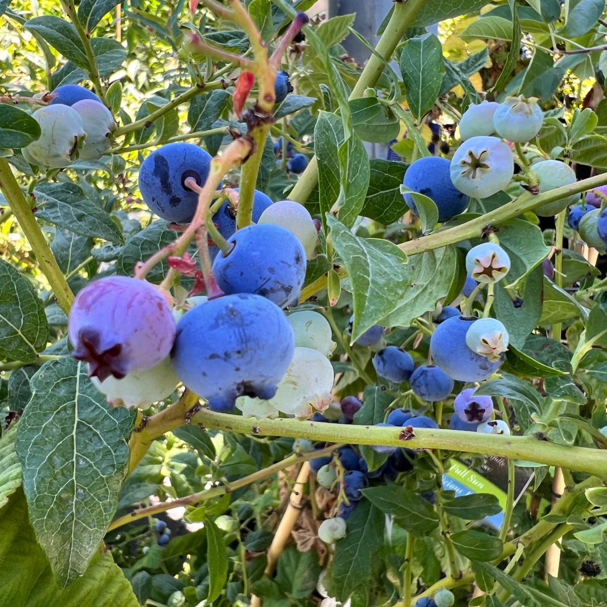 The Best Fruit Plants for Your Summer Garden