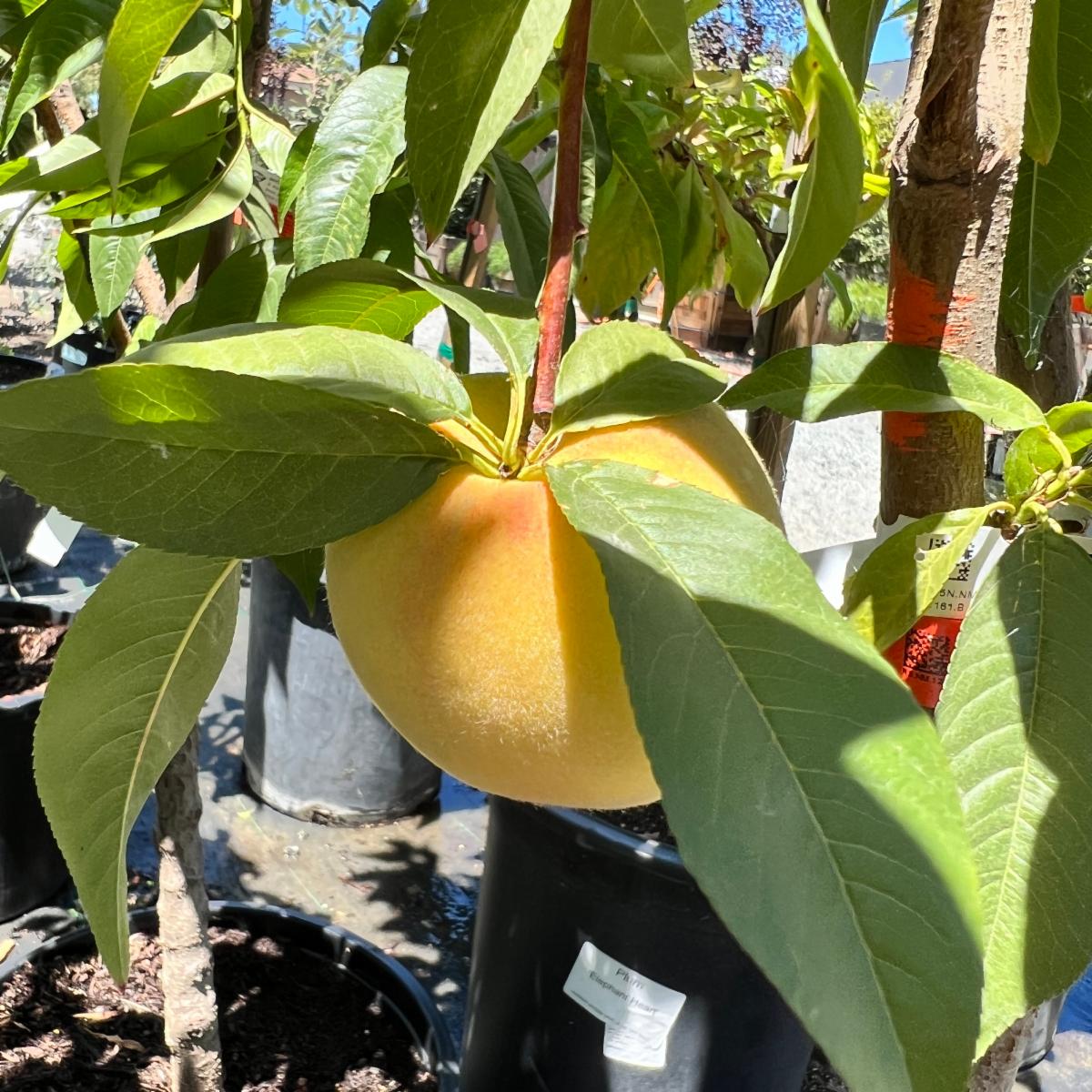 The Best Fruit Plants for Your Summer Garden