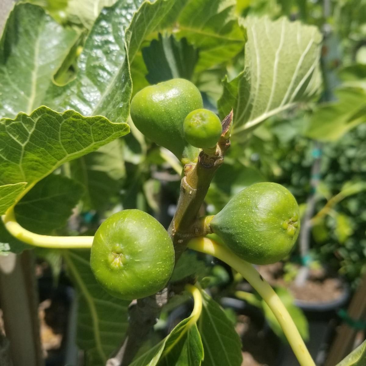 The Best Fruit Plants for Your Summer Garden