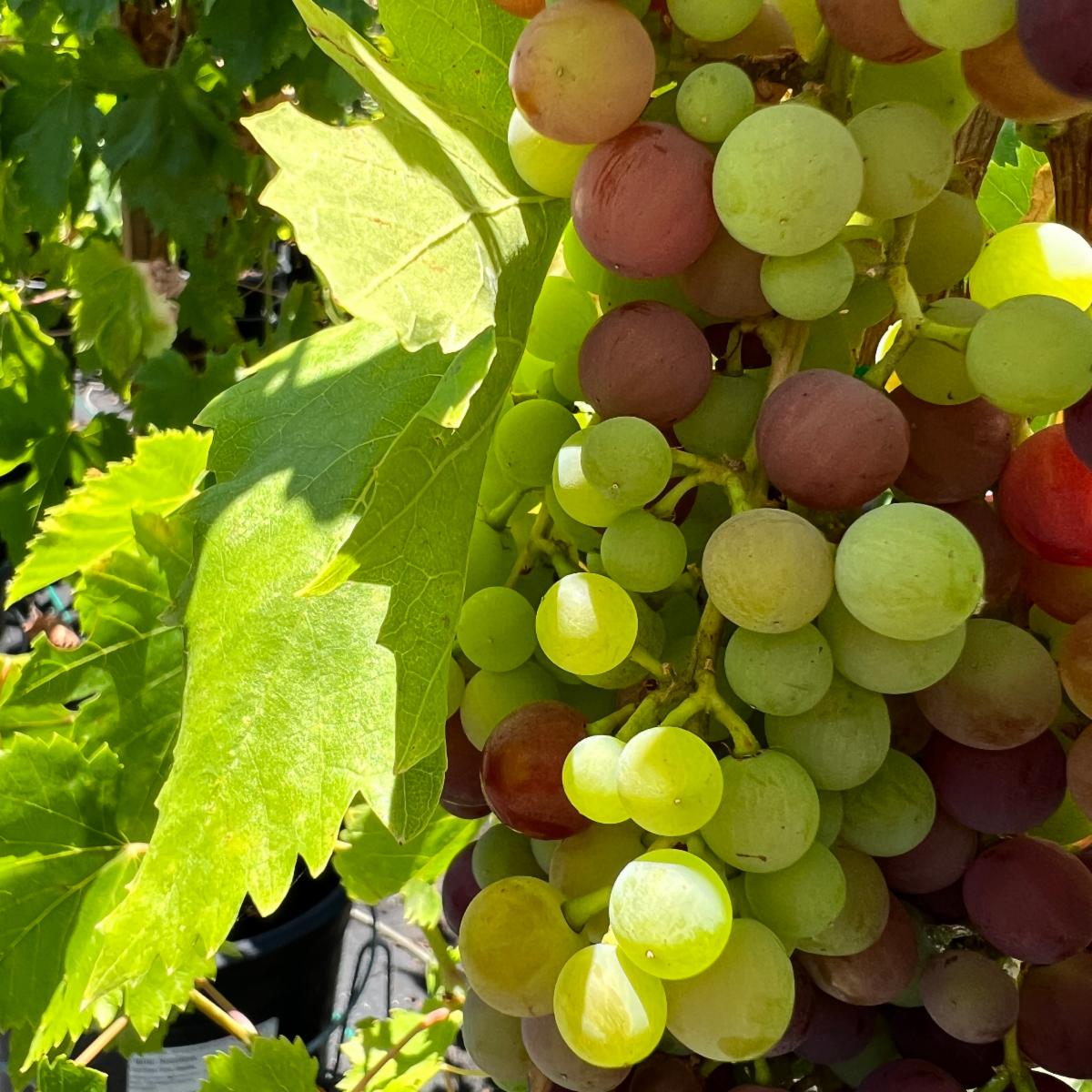 The Best Fruit Plants for Your Summer Garden