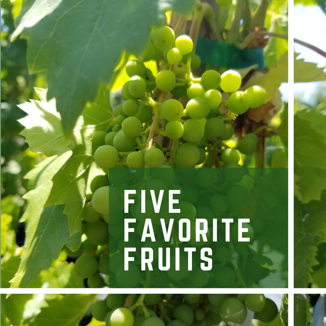 The Best Fruit Plants for Your Summer Garden