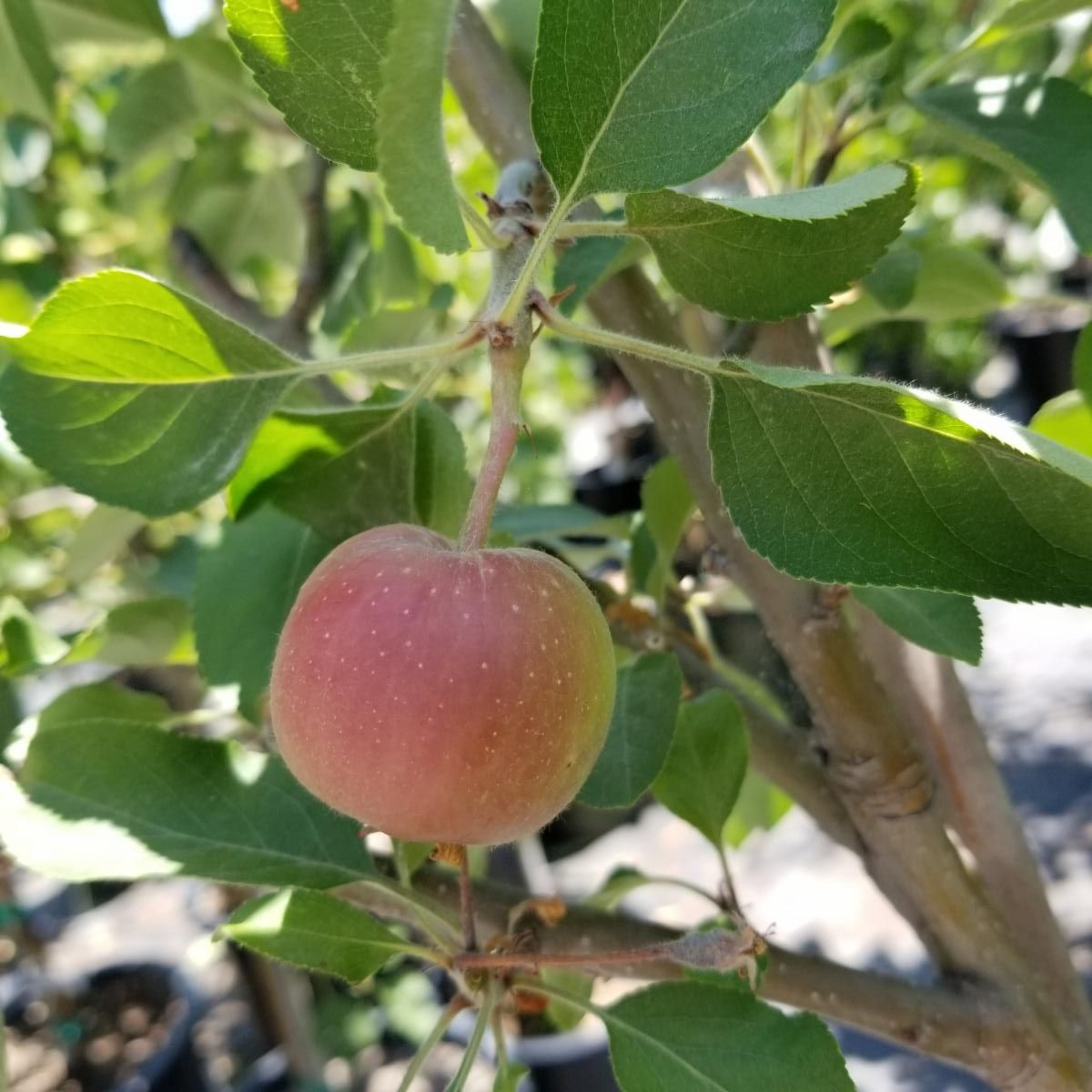 The Best Fruit Plants for Your Summer Garden