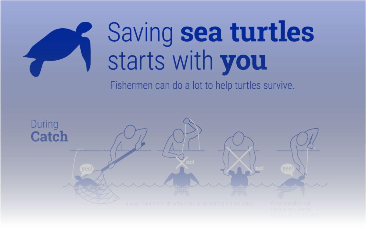 World Sea Turtle Day 🌊🐢