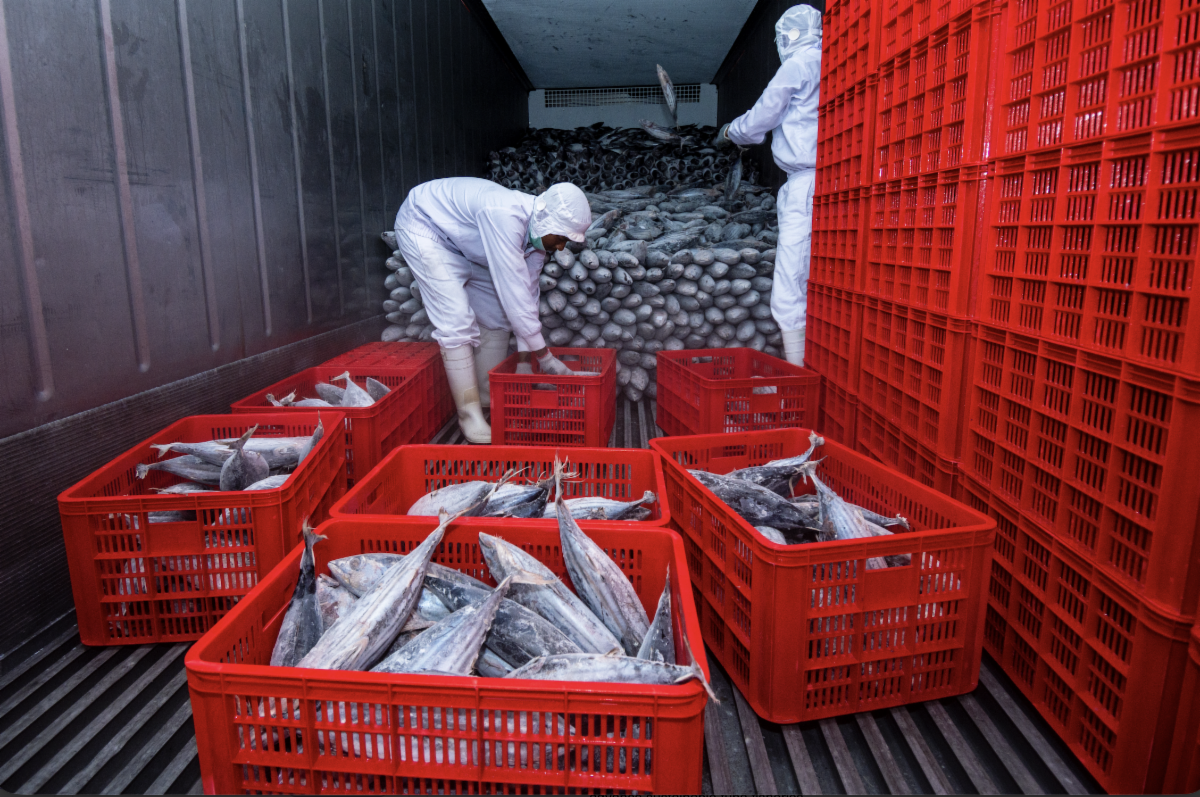 Advancing Sustainable Tuna Fisheries Through Collaboration and Science