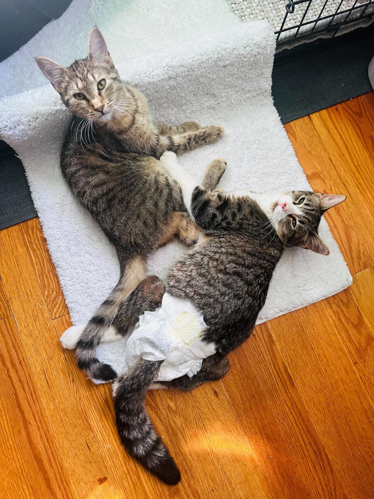 Wild Blue Cats! - November 2023 - Adoption Specials