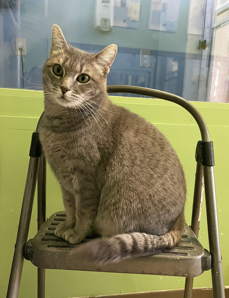 Wild Blue Cats! - November 2023 - Adoption Specials