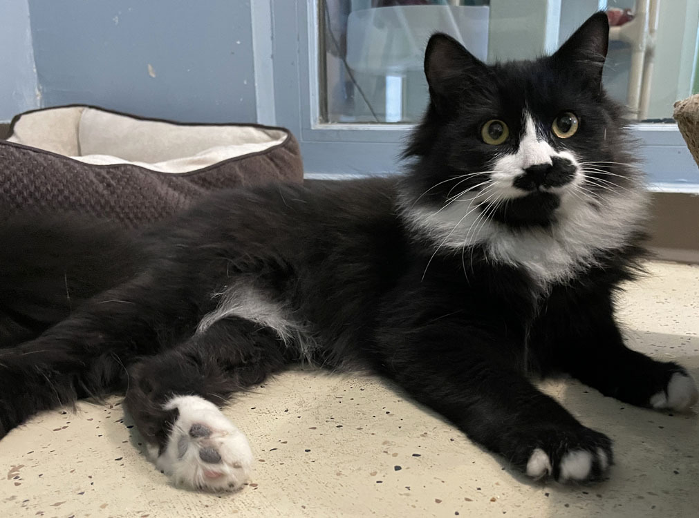 Wild Blue Cats! - November 2023 - Adoption Specials