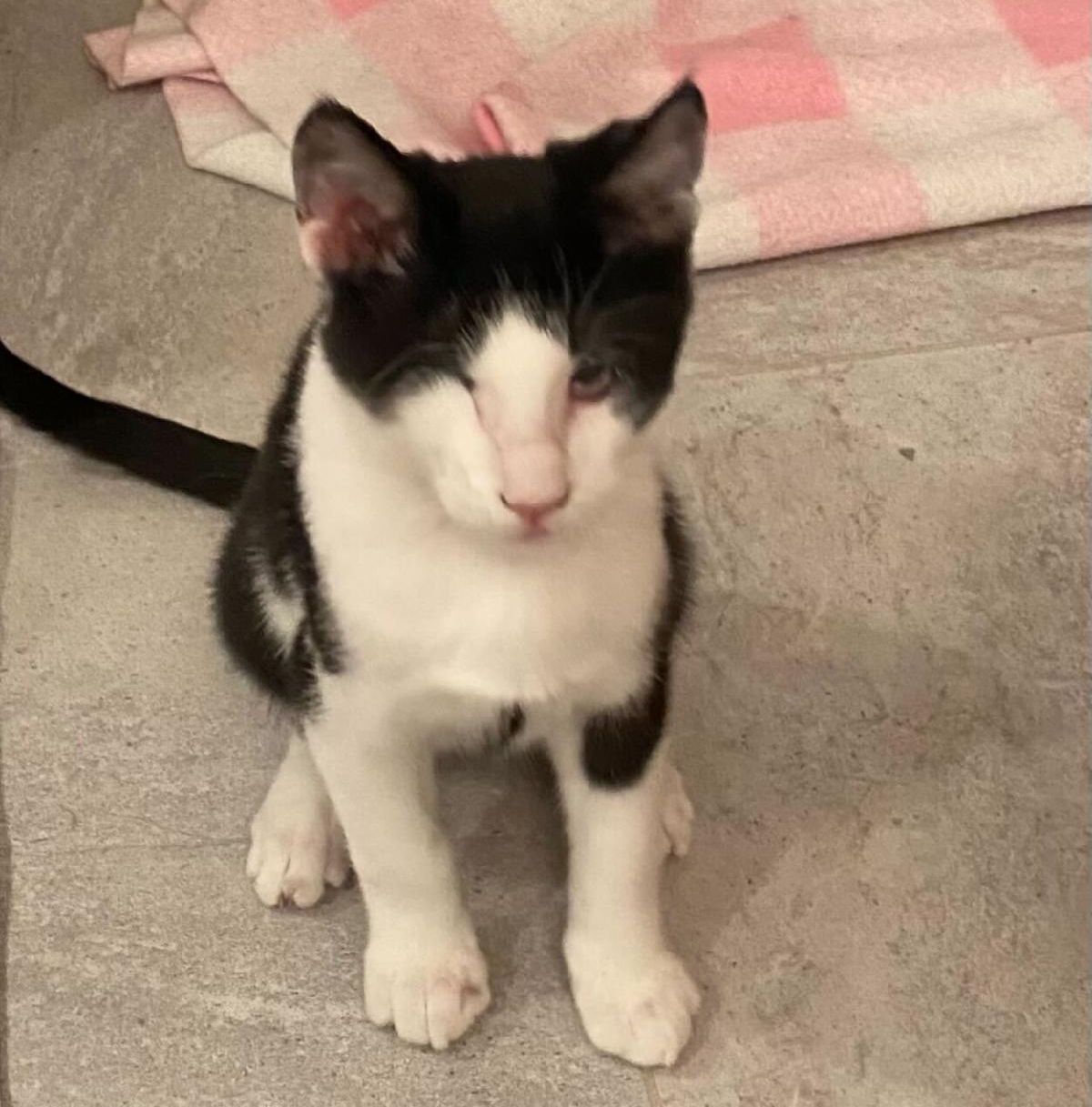 Wild Blue Cats! - November 2023 - Adoption Specials