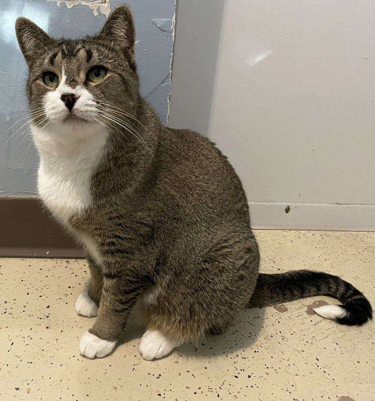 Wild Blue Cats! - November 2023 - Adoption Specials