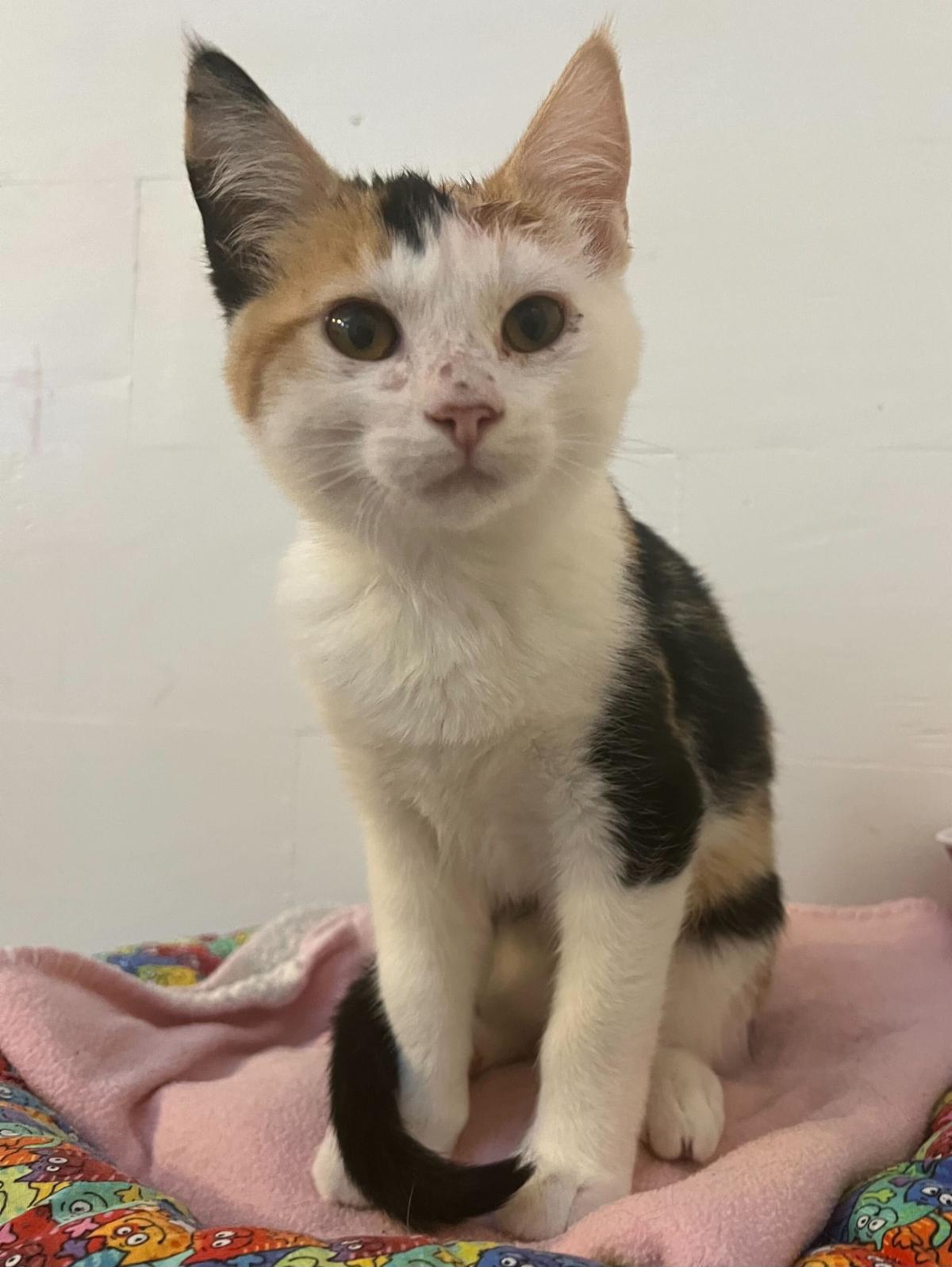 Wild Blue Cats! - November 2023 - Adoption Specials