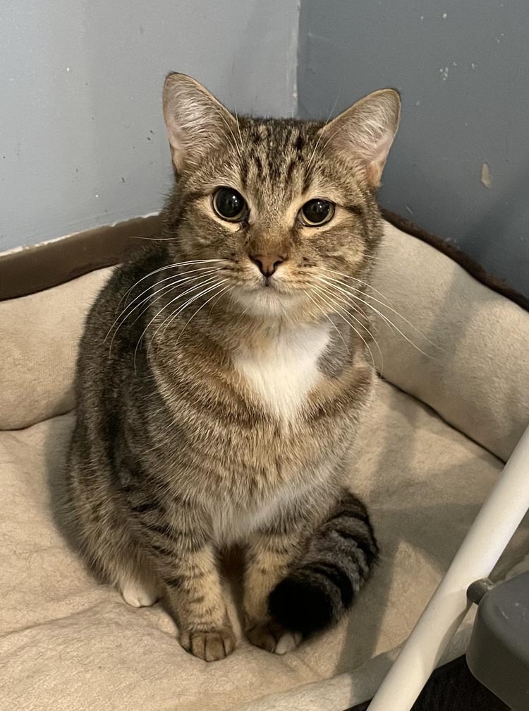 Wild Blue Cats! - November 2023 - Adoption Specials