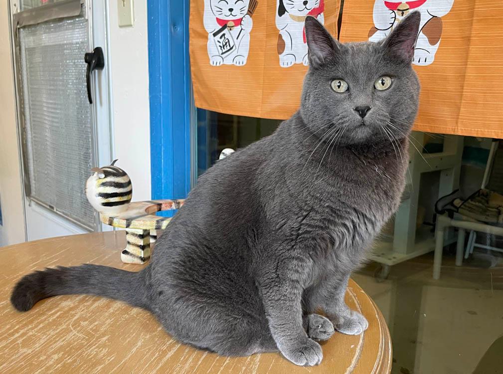 Wild Blue Cats! - November 2023 - Adoption Specials