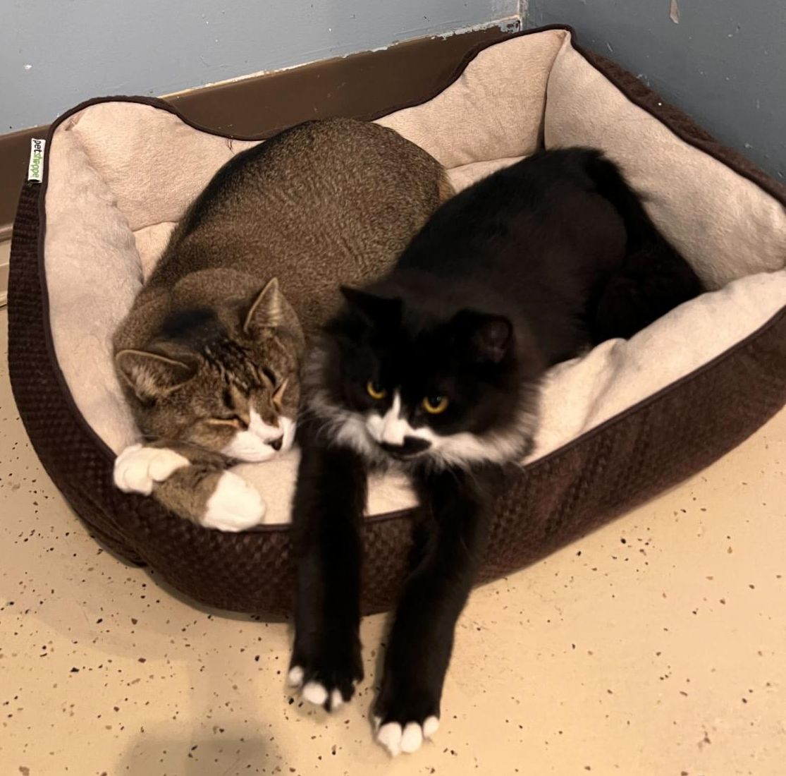 Wild Blue Cats! - November 2023 - Adoption Specials