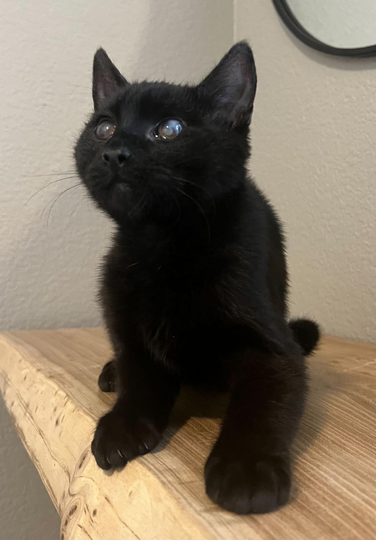 Wild Blue Cats! - November 2023 - Adoption Specials