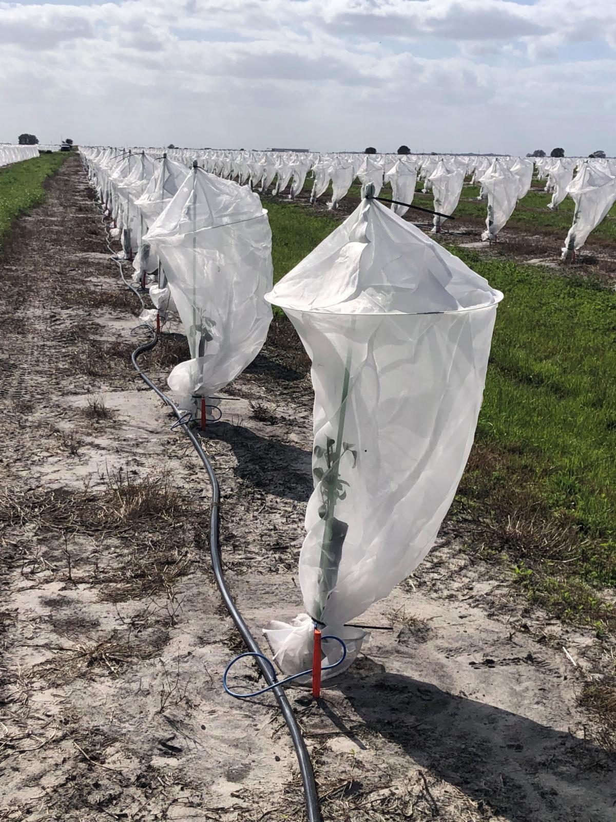 Kick off 2025 with the latest Tree Defender news!