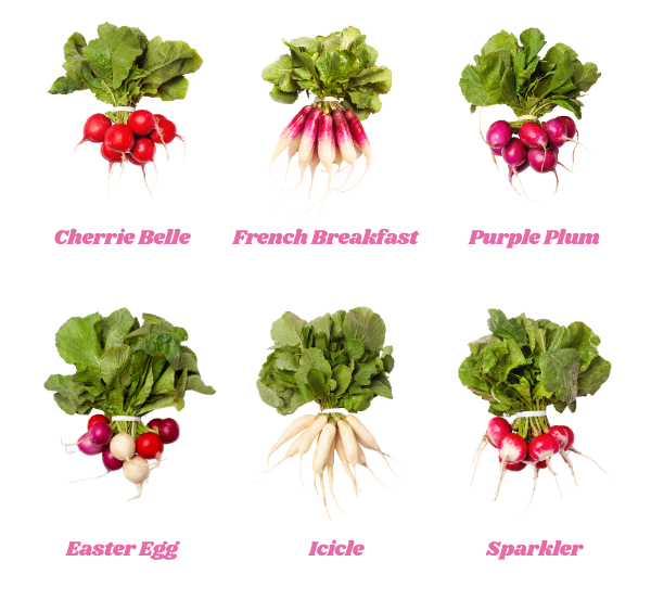 Add a Splash of Love to Your Plate with Vibrant Valentine's Day Radishes 💗