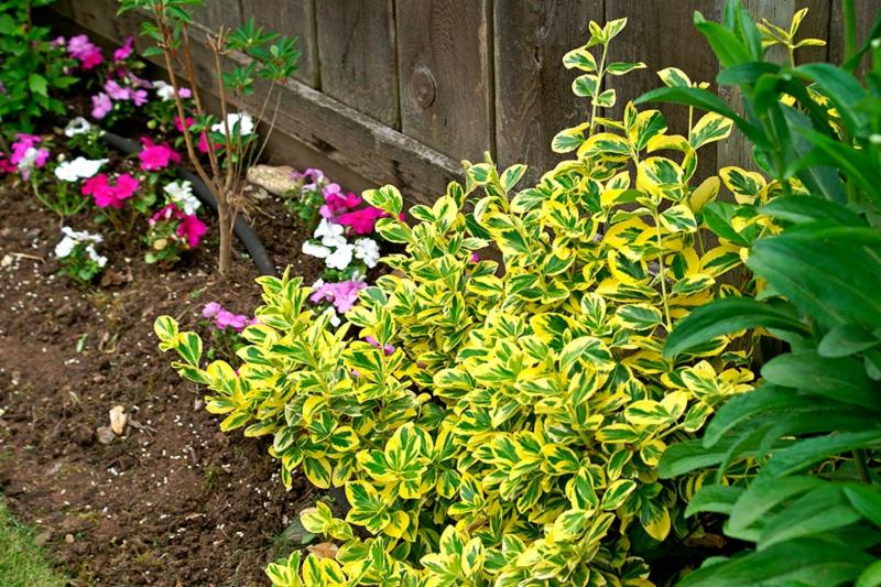 Welcome To The Paul Parent Garden Club Newsletter!