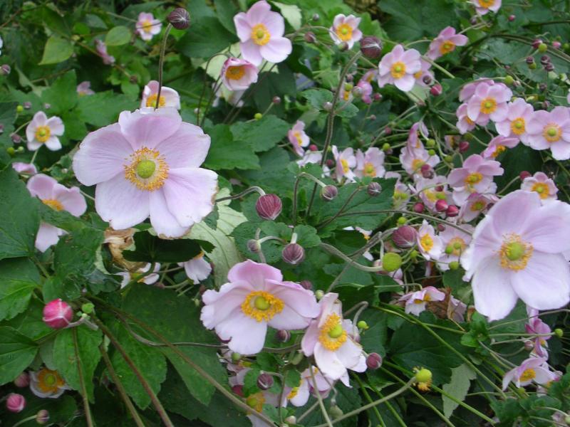 Welcome To The Paul Parent Garden Club Newsletter!