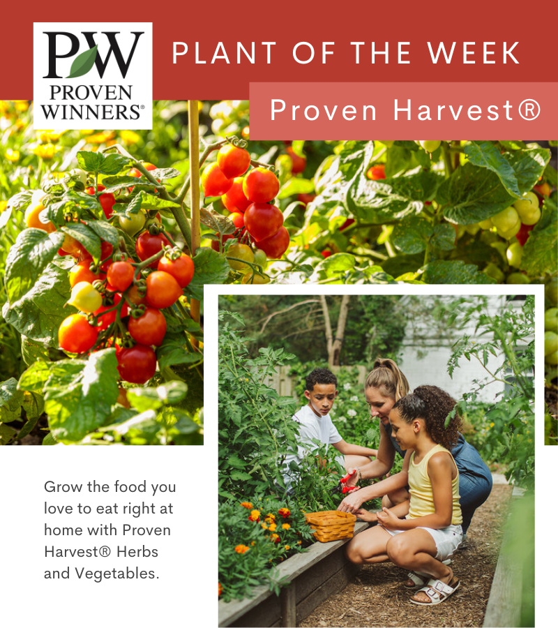 🍅 Proven Winners Plant of the Week: Proven Harvest