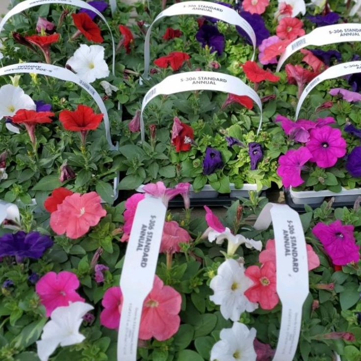 Best Selection of Annuals from Proven Winners