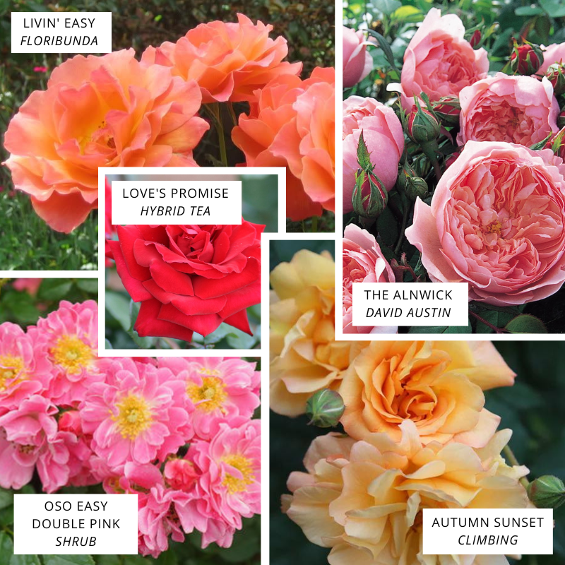 Tomorrow Only! 50% OFF Garden Roses
