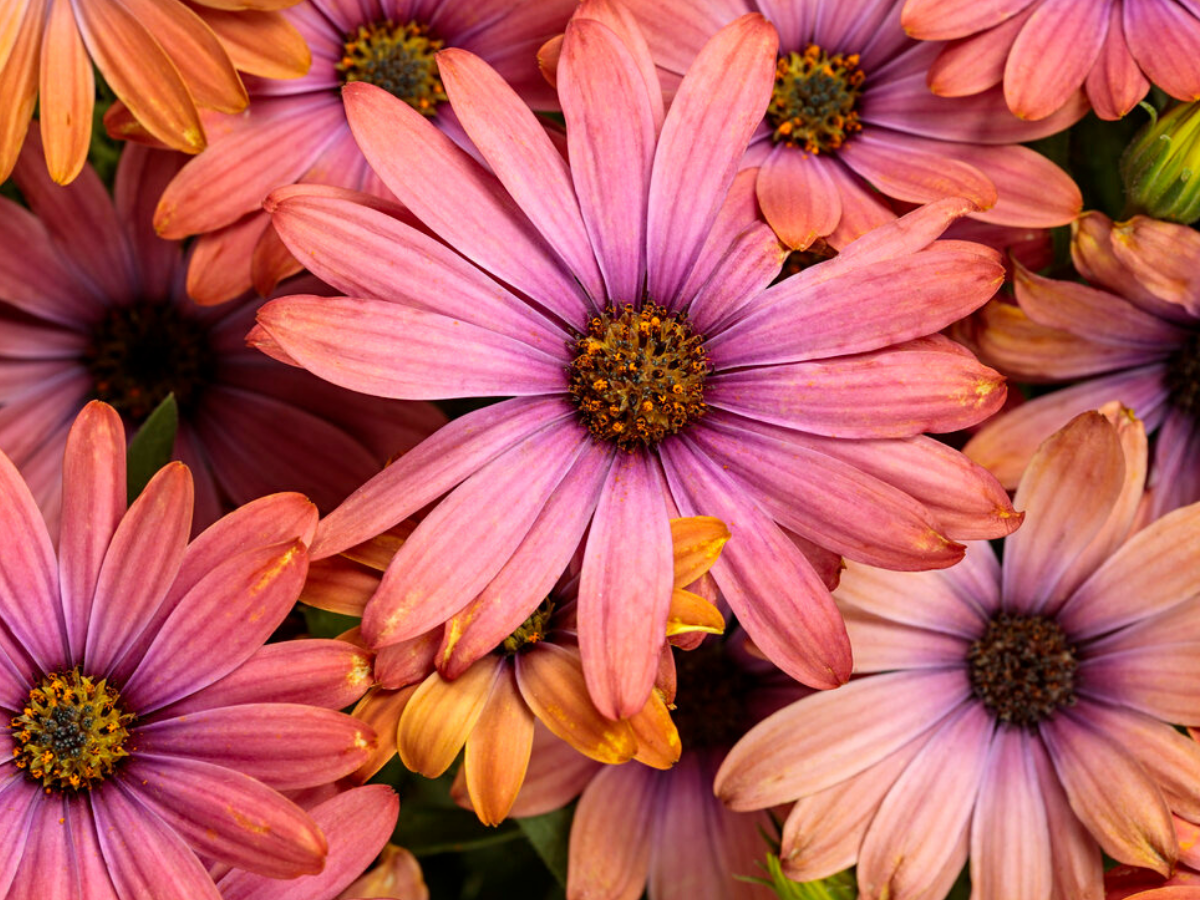 Best Selection of Annuals from Proven Winners