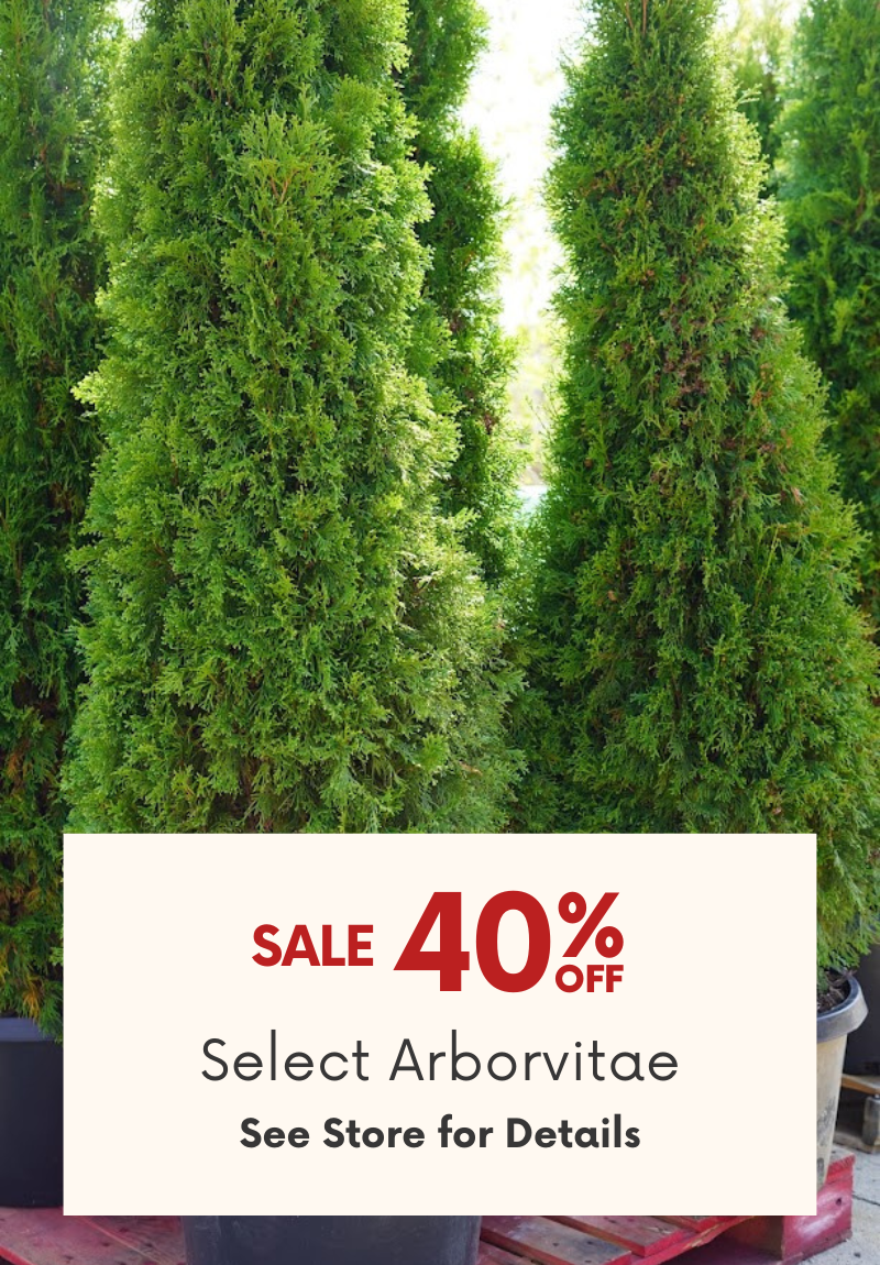 👀 See What's on Sale This Week