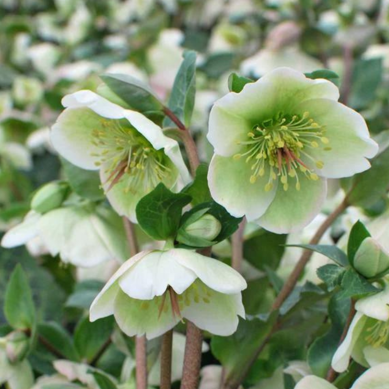 Our Favorite Spring-blooming Perennials