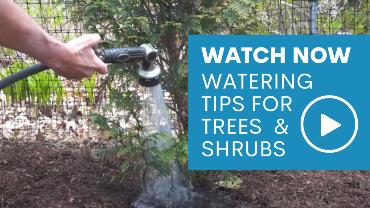 Sunday Care Tips | Evergreens, Trees & Shrubs 🌳