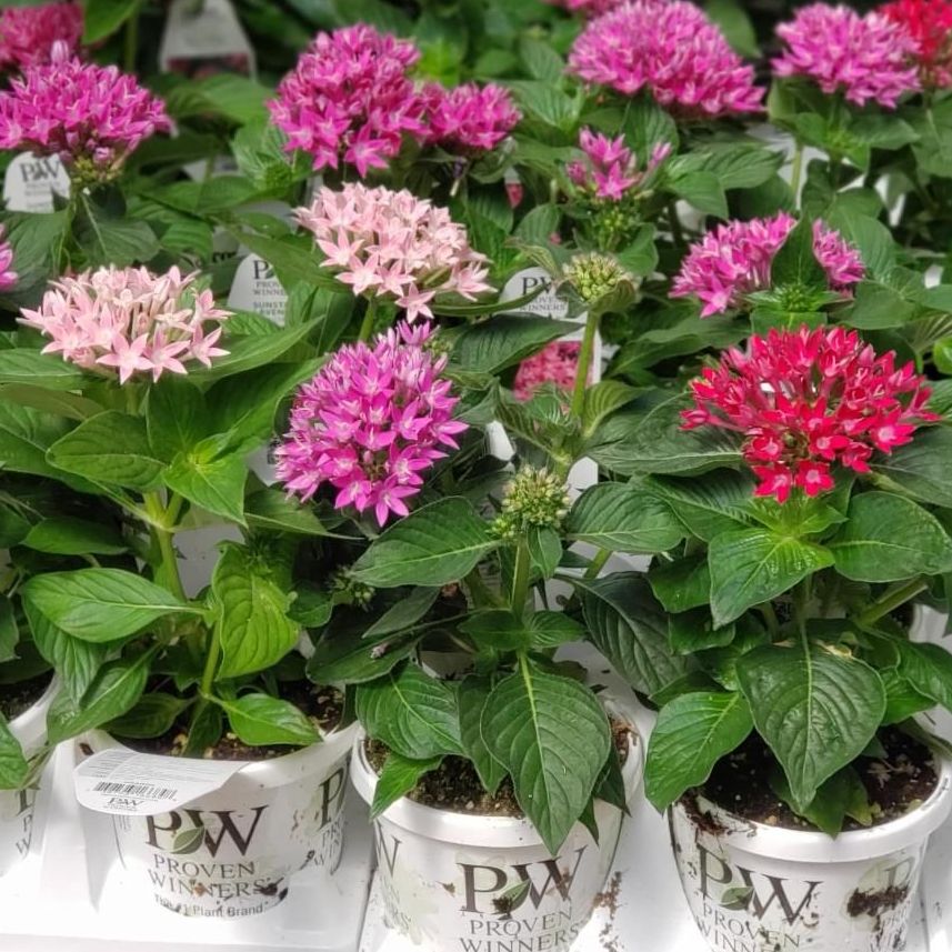 Best Selection of Annuals from Proven Winners