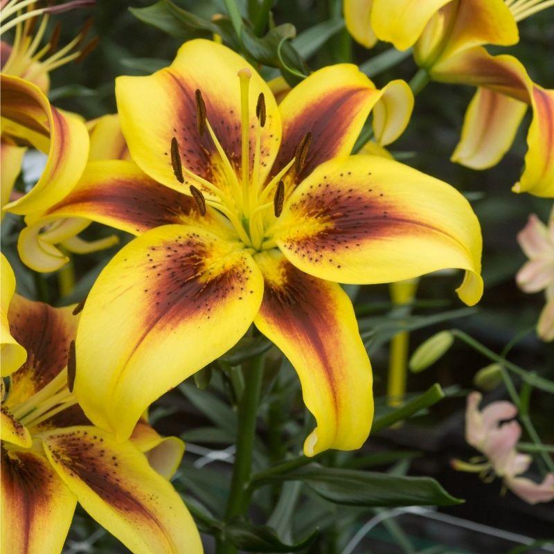 Email from www.EnglishGardens.com