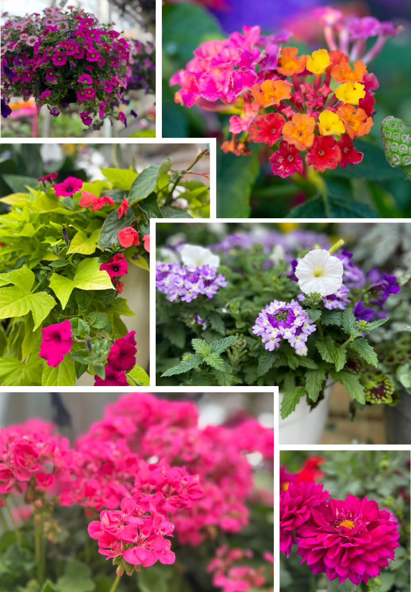 Annuals for Sun & Shade