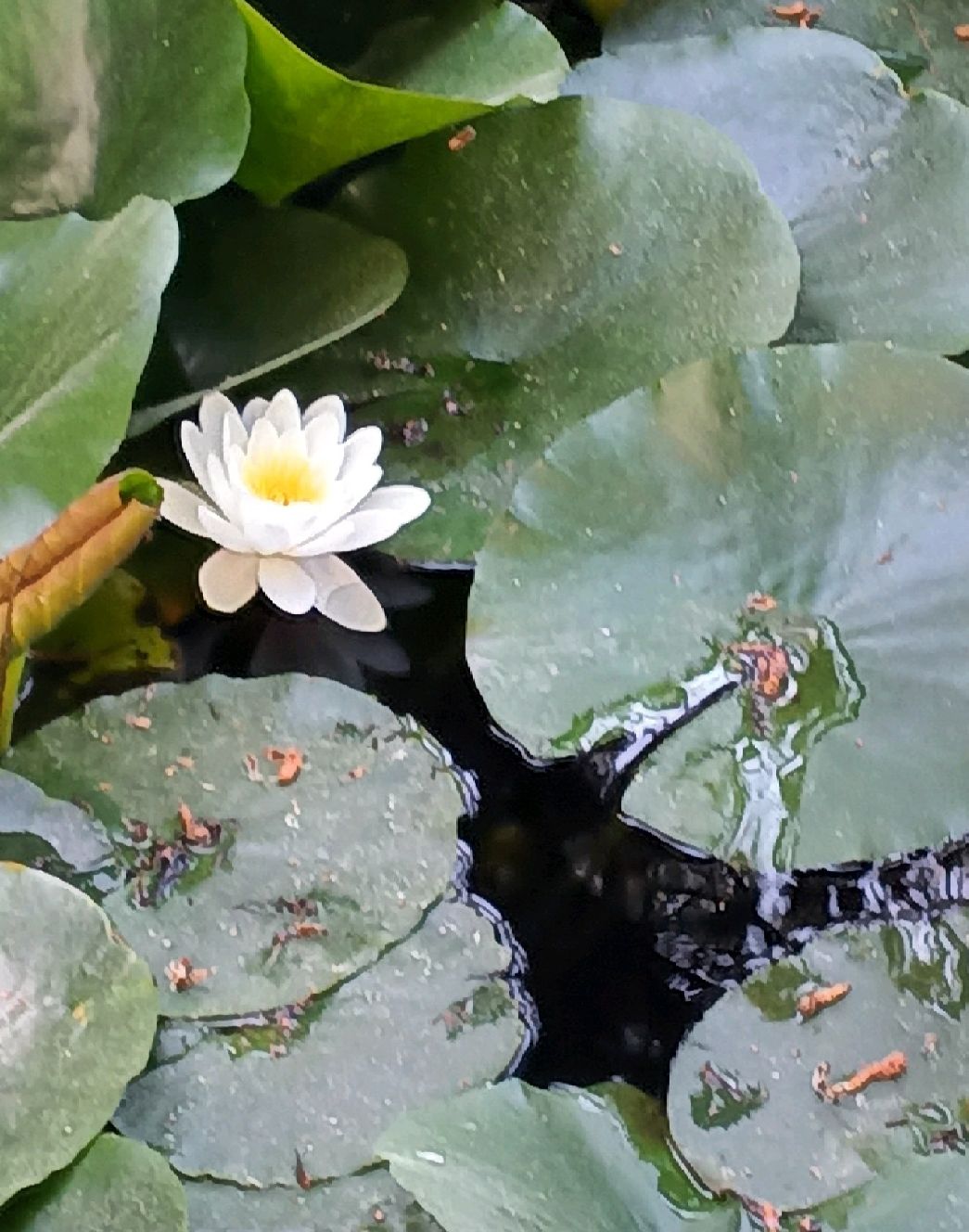 🌞College of Tao Newsletter June 2025