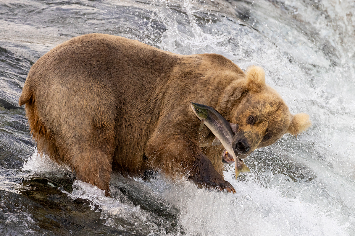 Katmai Conservancy Newsletter - Summer 2024