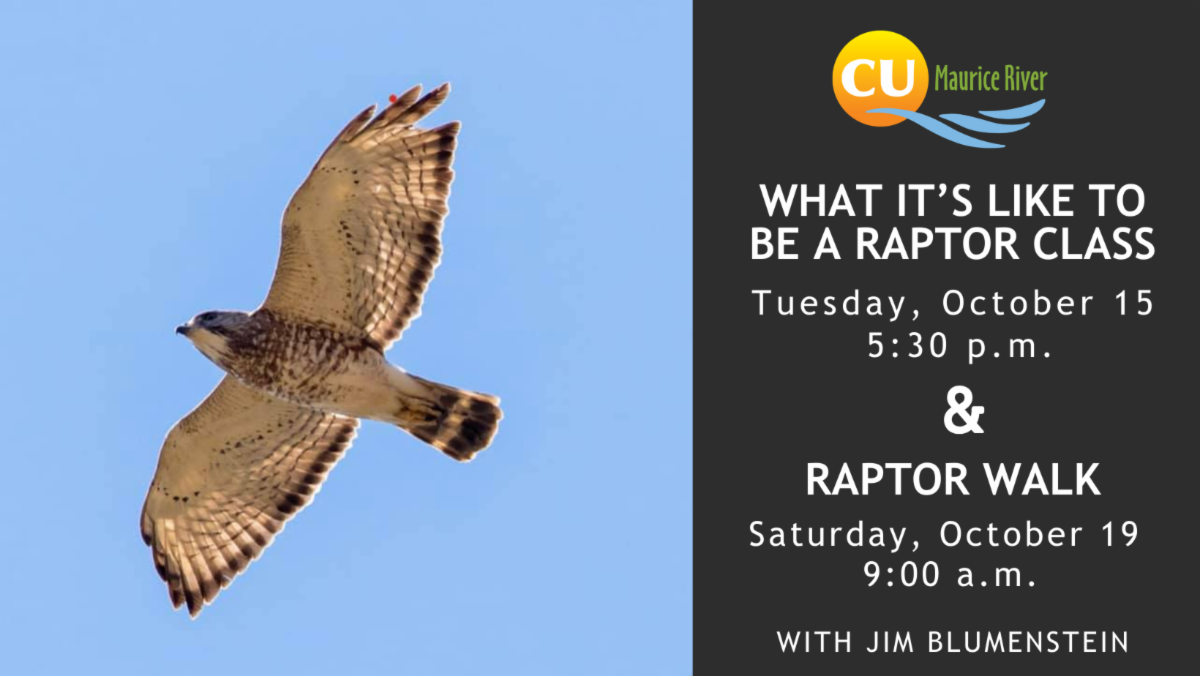 What's It's Like to Be a Raptor Class & Walk with Jim Blumenstein