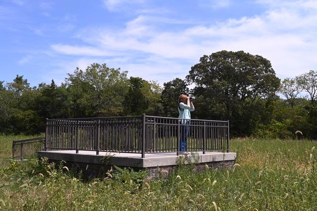 #10 Pond Creek Restoration, Higbee WMA, Cape May Point