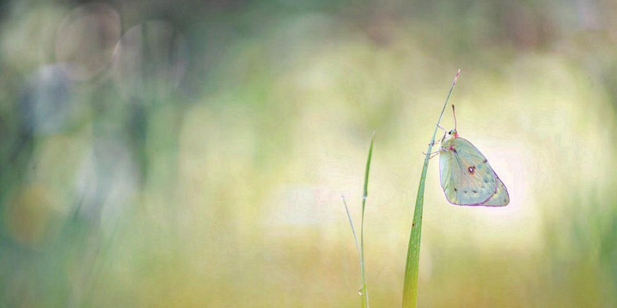 Special Offers from ROM: New Contests & More!