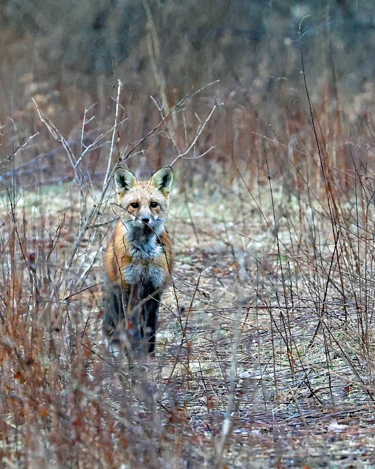 Weekly Email Newsletter ~ Canoe Raffle! Solar Eclipses with Tom Alena ...