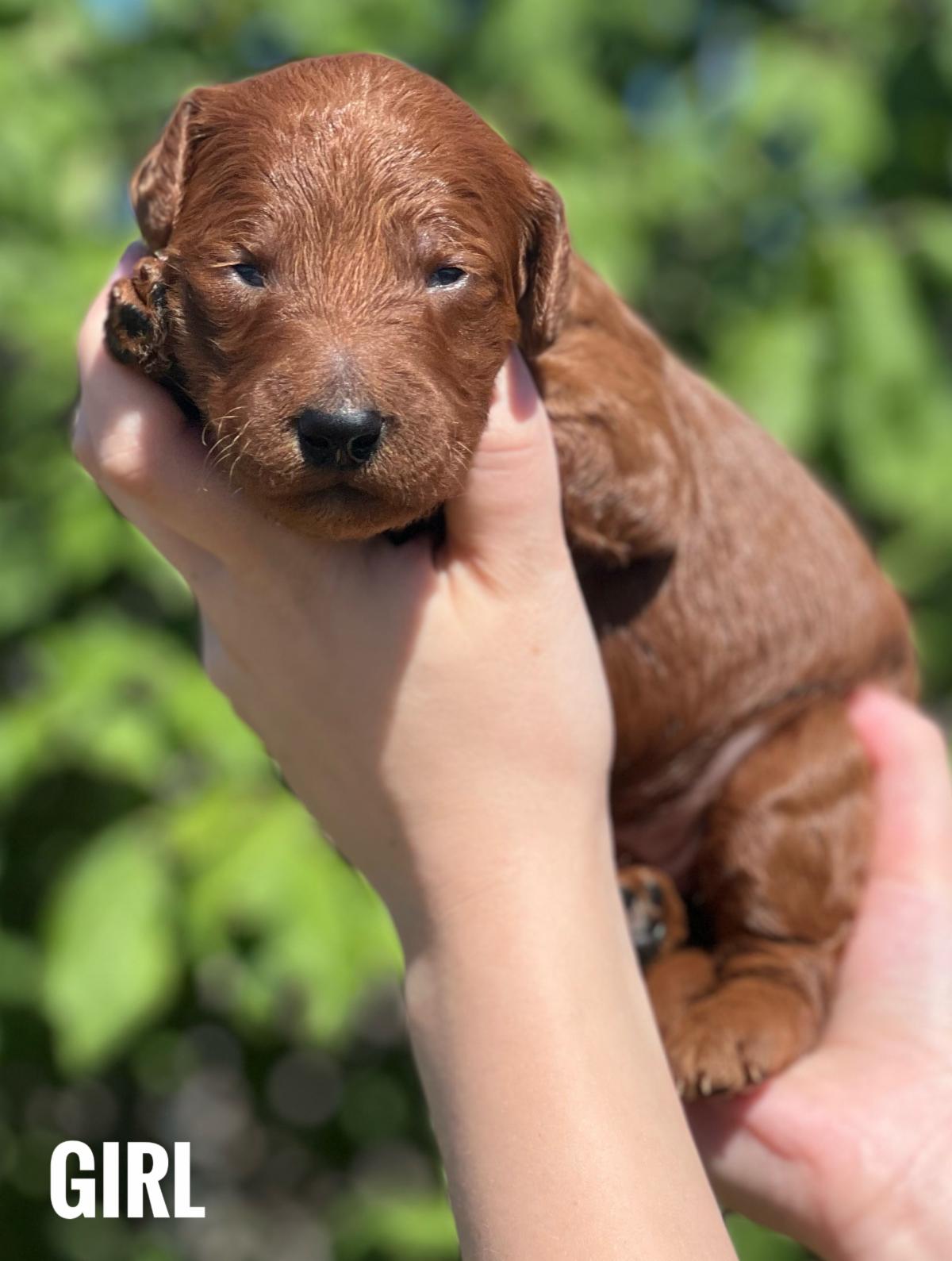 Weeks 1-2 updates - Frankie's puppies