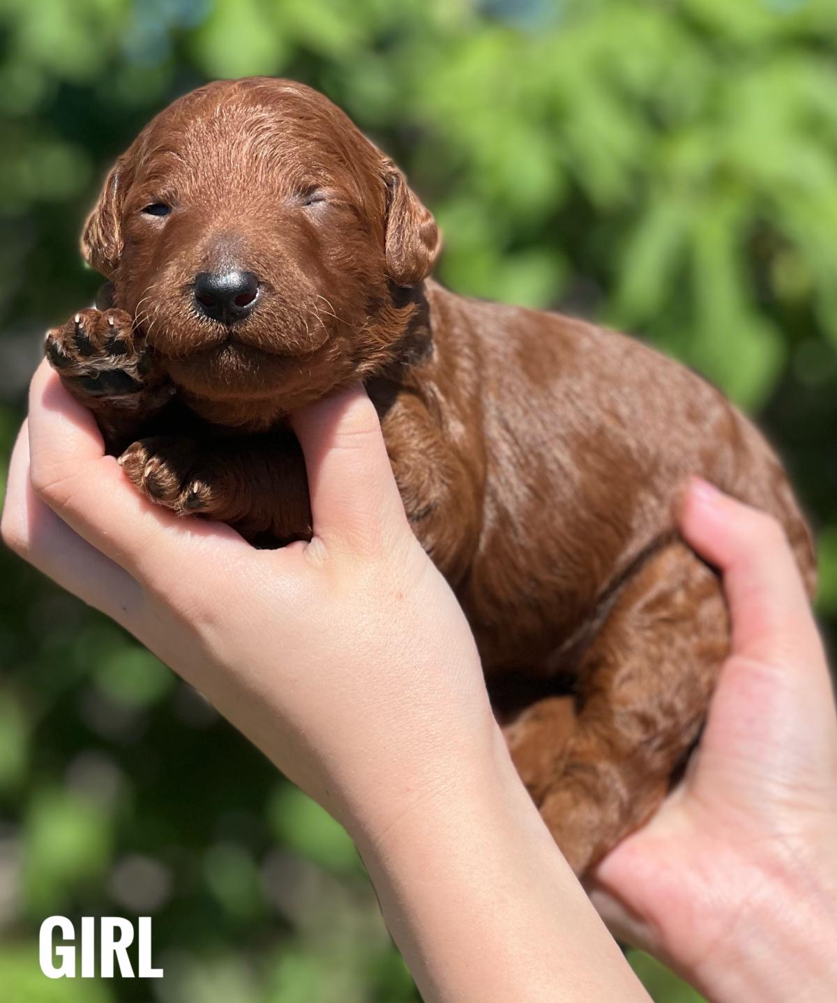 Weeks 1-2 updates - Frankie's puppies