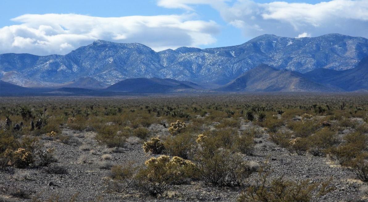 Oppose the Bonanza Solar Project on Crucial Desert Tortoise Habitat