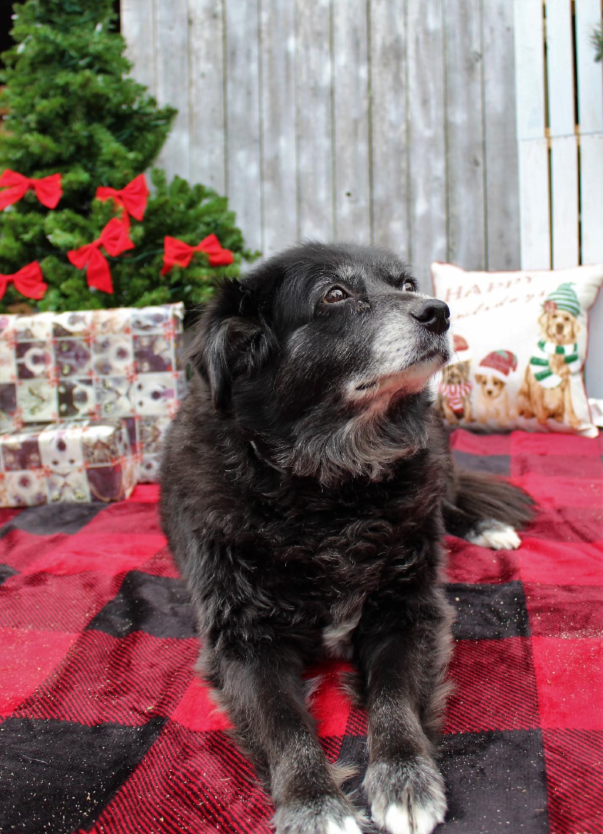 Monthly Scoop from the Rhode Island SPCA!