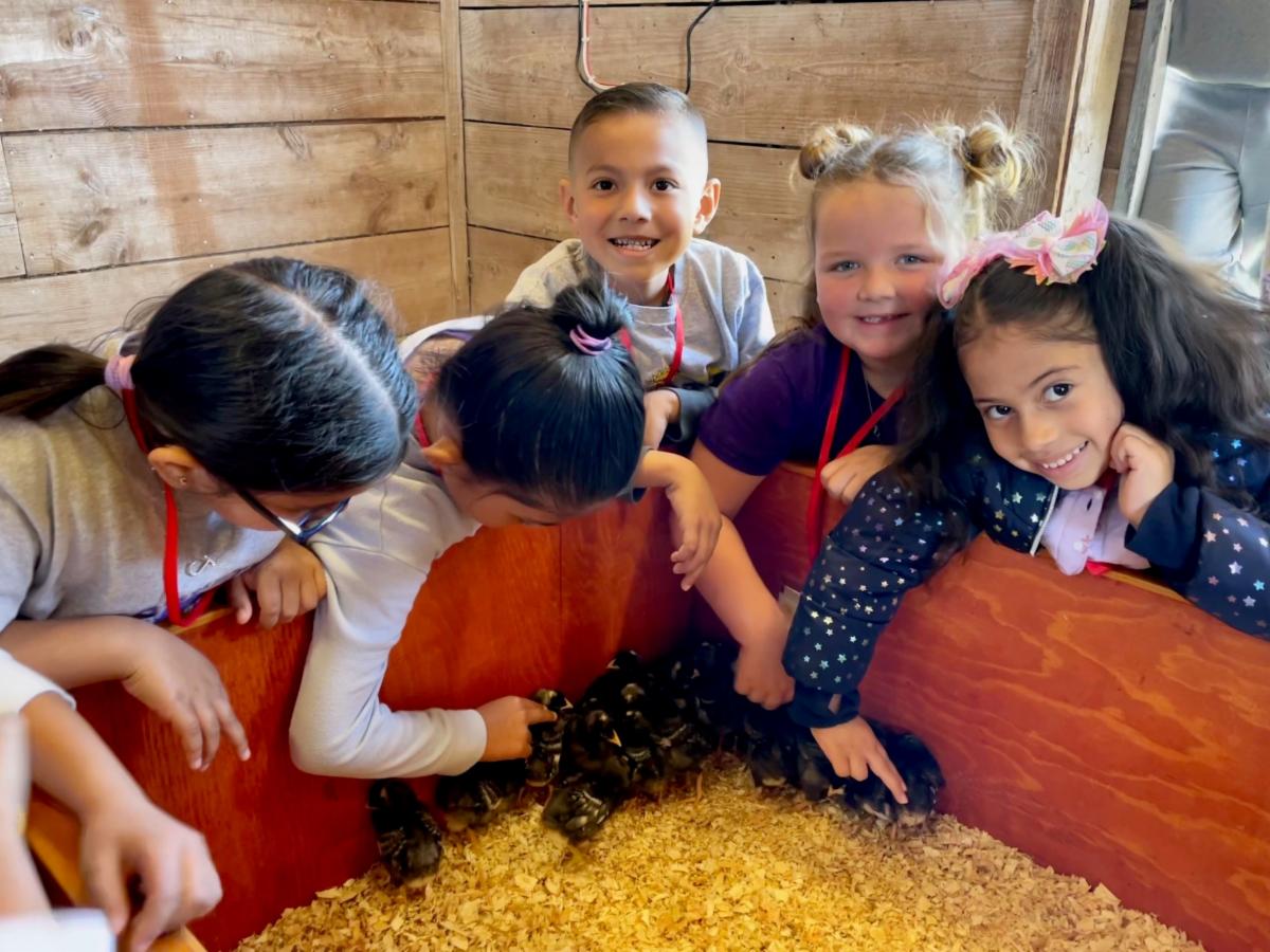 Amusement to your heart's content