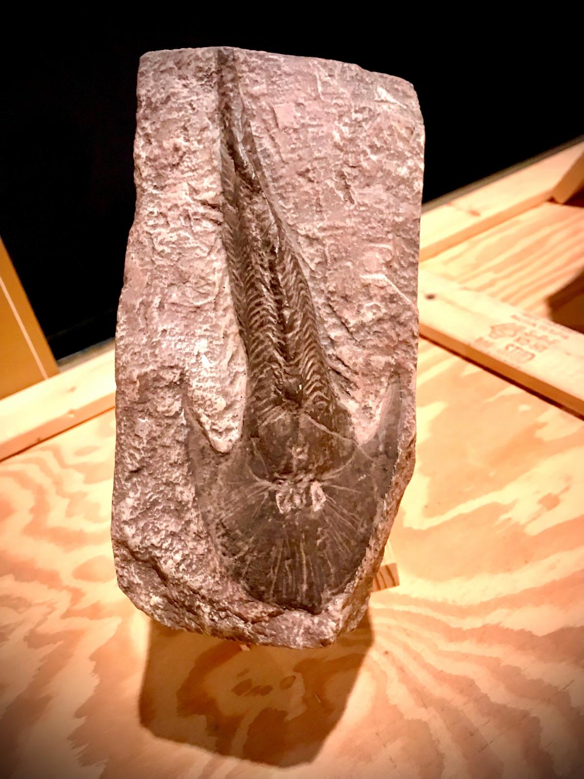 SPOTLIGHT - October 7, 2022 - The World of Proto-Fishes - 500 Million ...