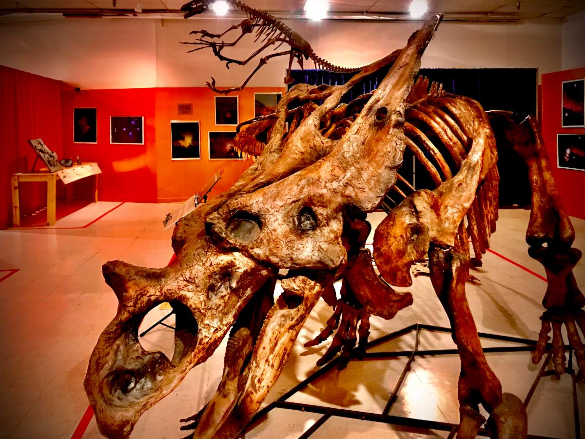 MoAW - SPOTLIGHT - LUCY - The Story of Human Origins