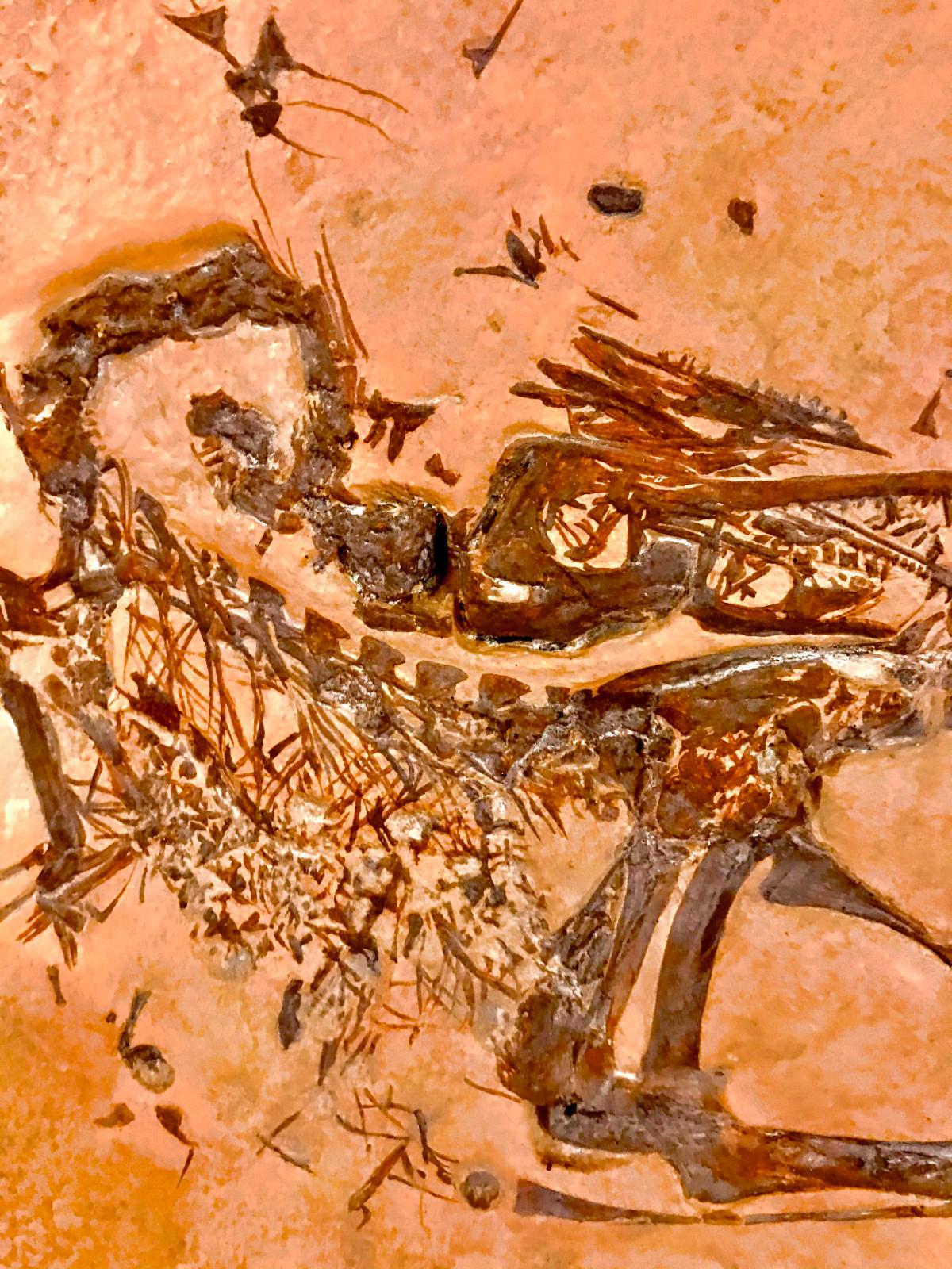 MoAW - SPOTLIGHT - Archaeopteryx lithographica - Ancient Wing