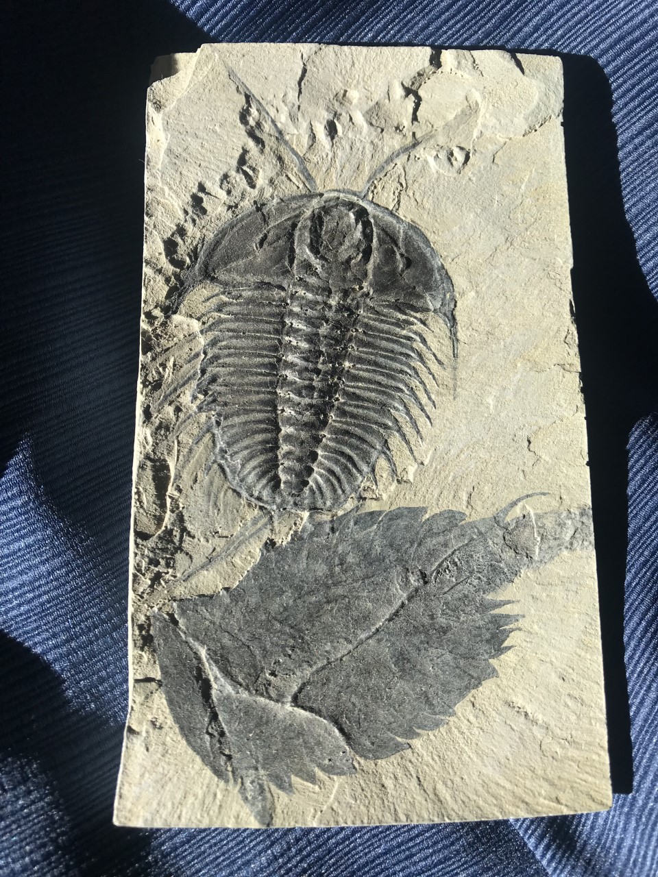 SPOTLIGHT - January 20, 2023 - The Shadow Fossils - The Burgess Fauna